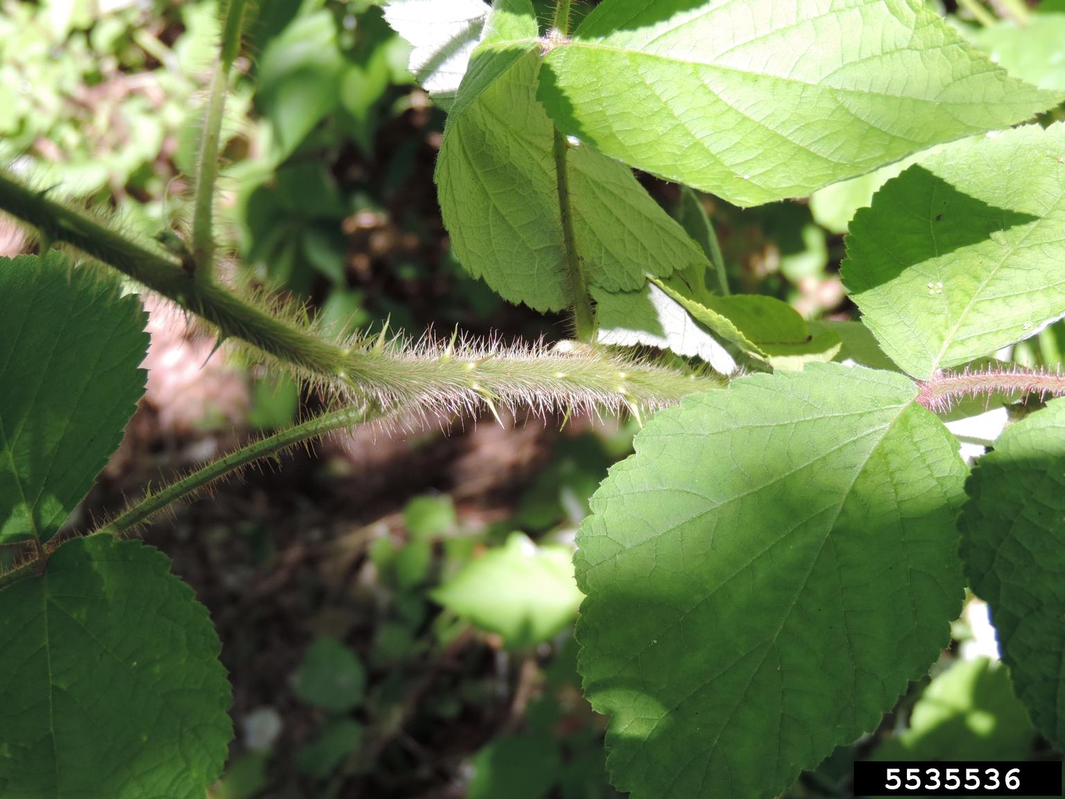 wine raspberry (Rubus phoenicolasius Maxim.)