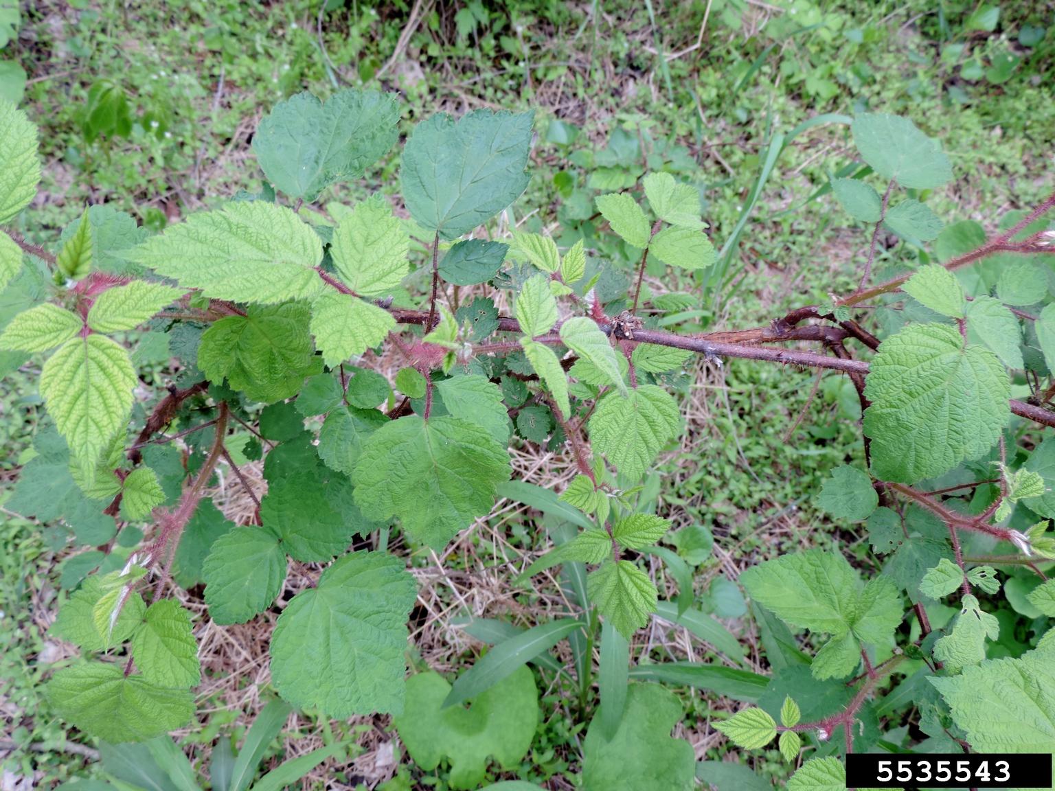 wine raspberry (Rubus phoenicolasius)