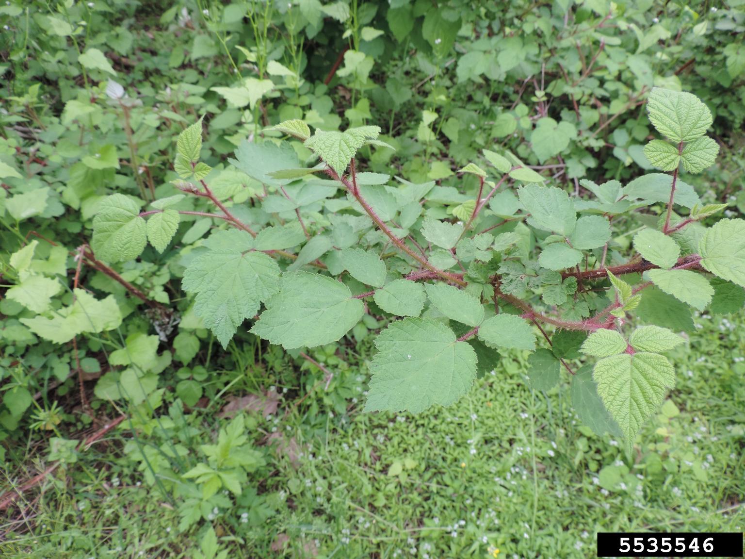 wine raspberry (Rubus phoenicolasius)
