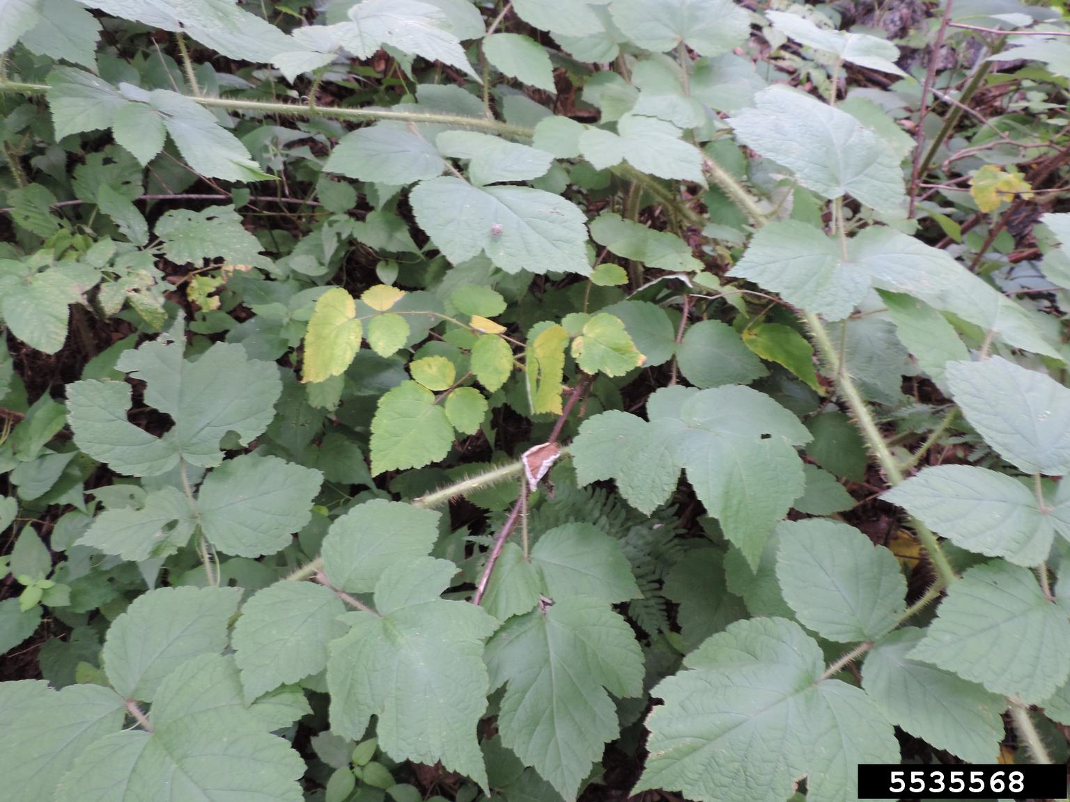 wine raspberry (Rubus phoenicolasius Maxim.)