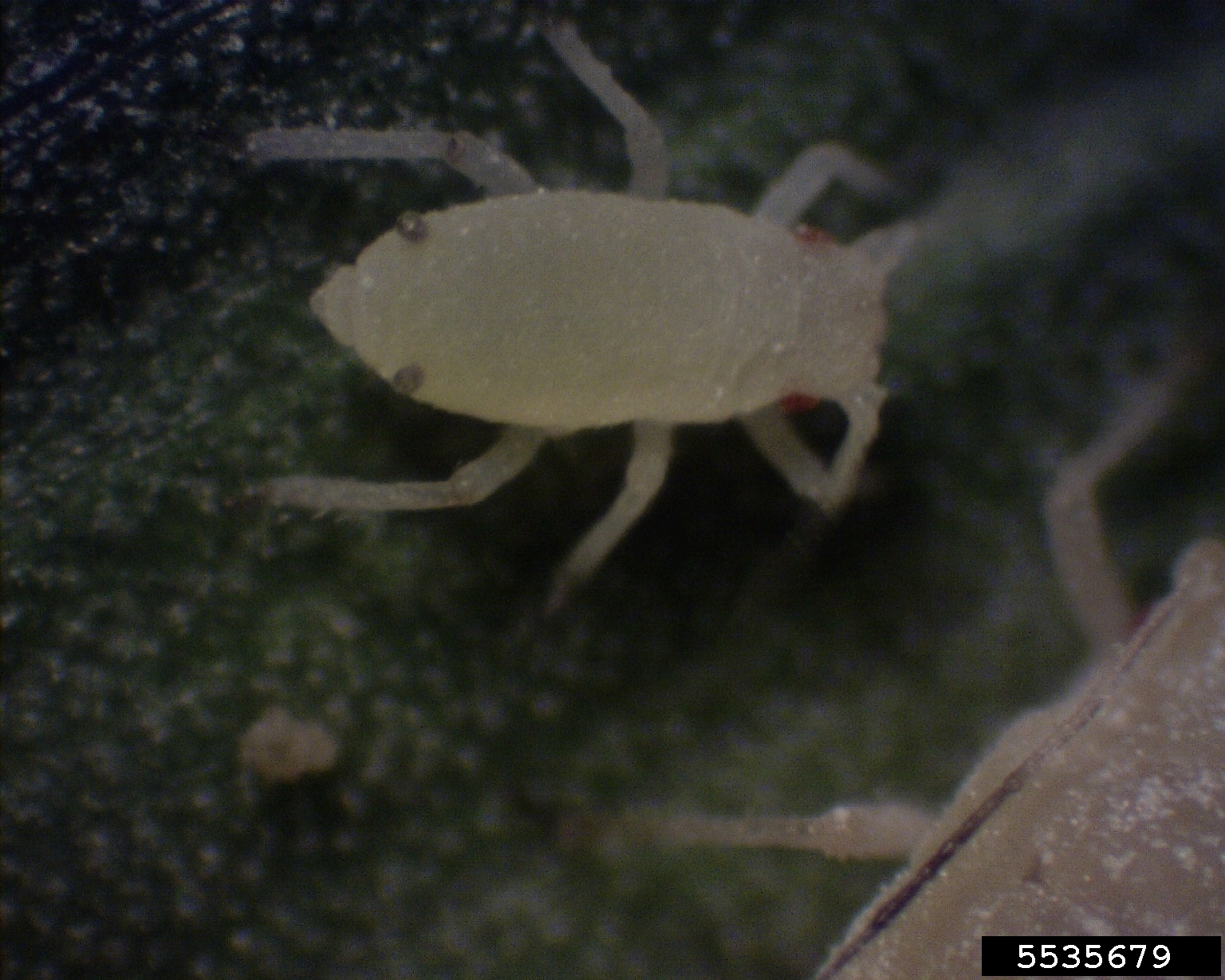 sugarcane aphid (Melanaphis sacchari (Zehntner, 1897))