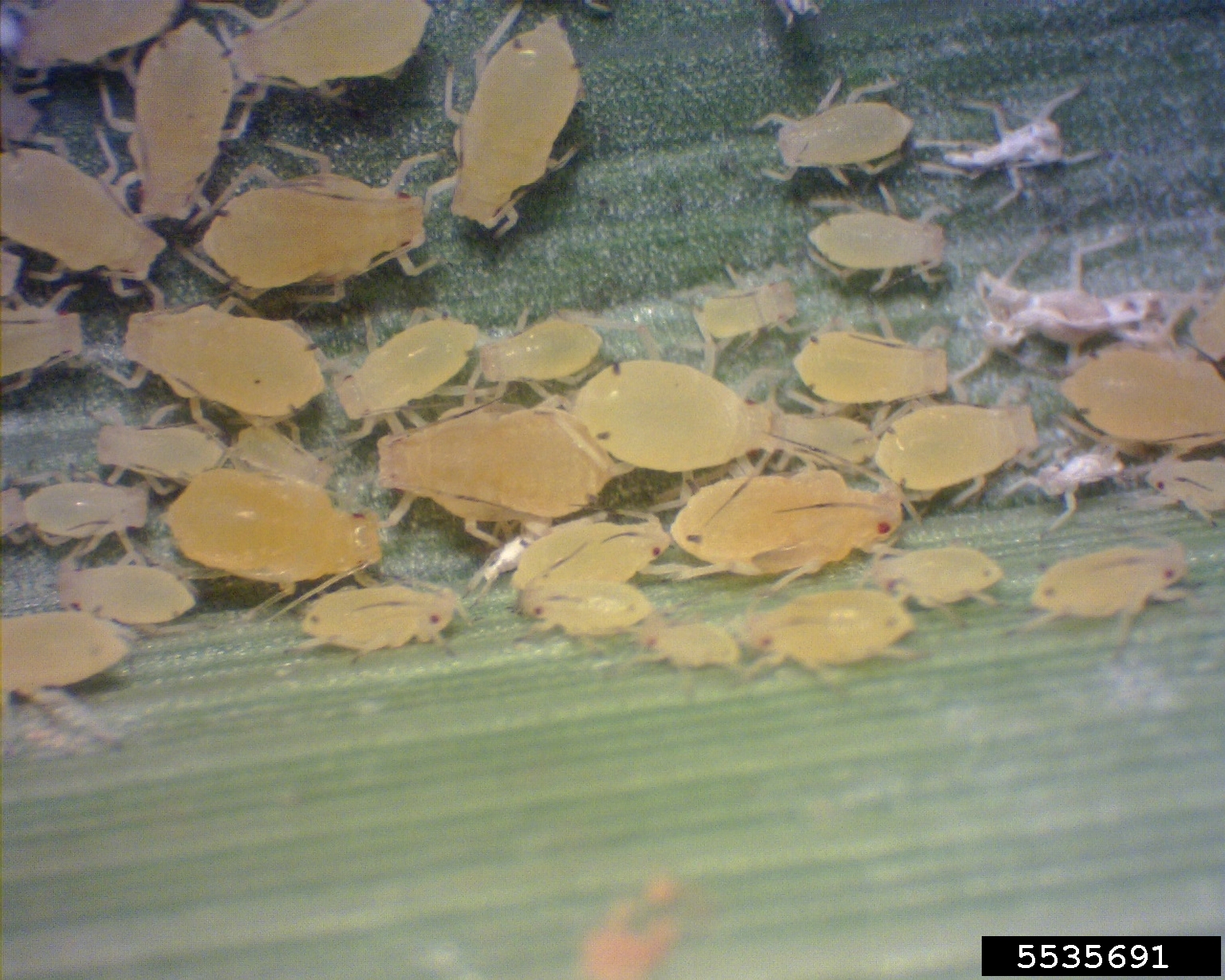 sugarcane aphid (Melanaphis sacchari)