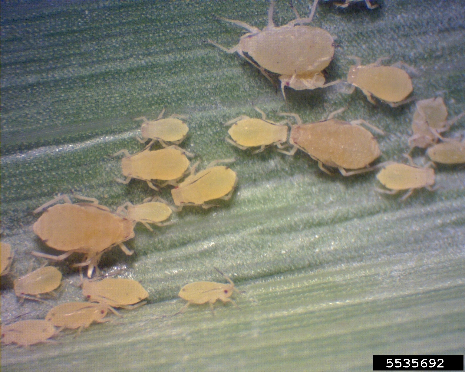 sugarcane aphid (Melanaphis sacchari)