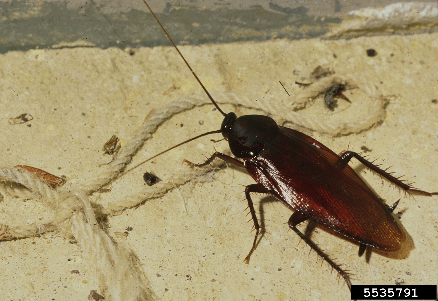 smokybrown cockroach (Periplaneta fuliginosa (Serville))