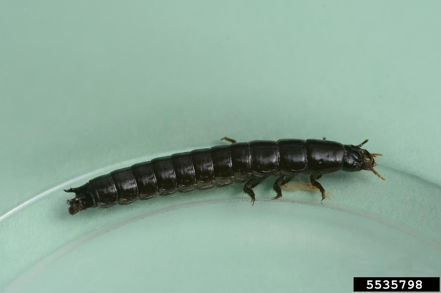 ground beetles (Family Carabidae)