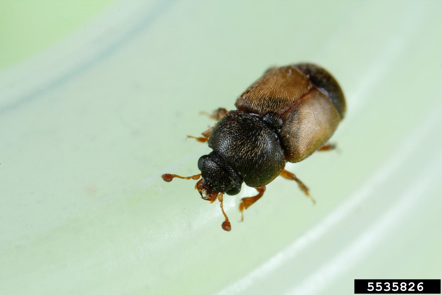 sap beetles (Genus Carpophilus Stephens, 1830)