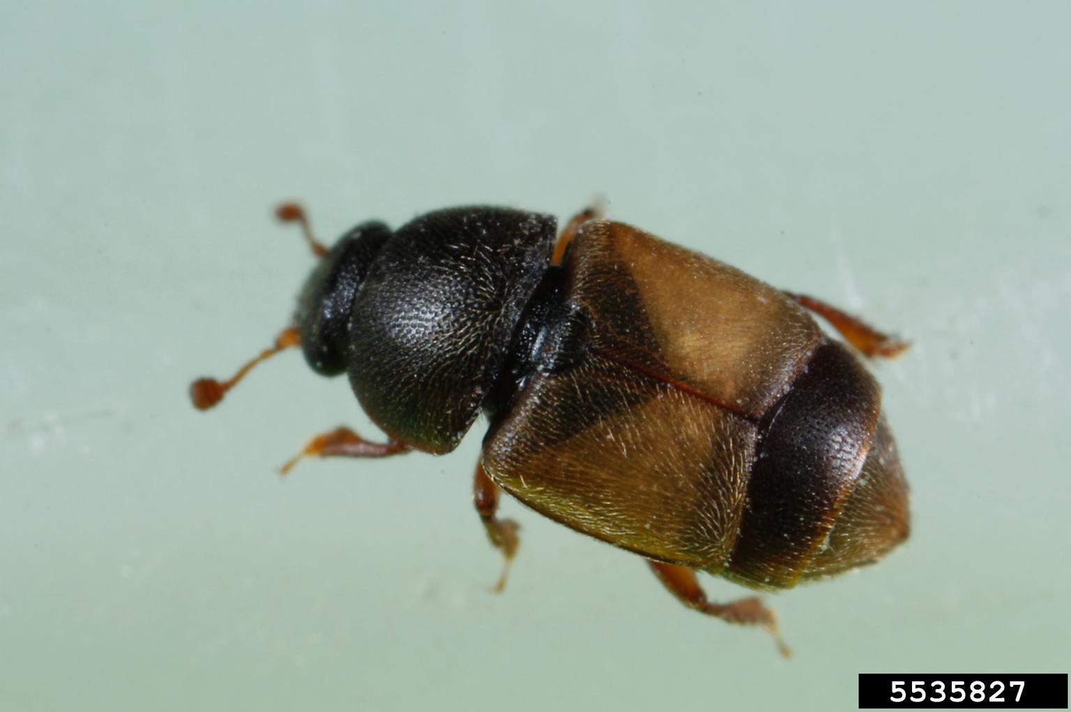 sap beetles, Carpophilus spp. (Coleoptera: Nitidulidae) - 5535827