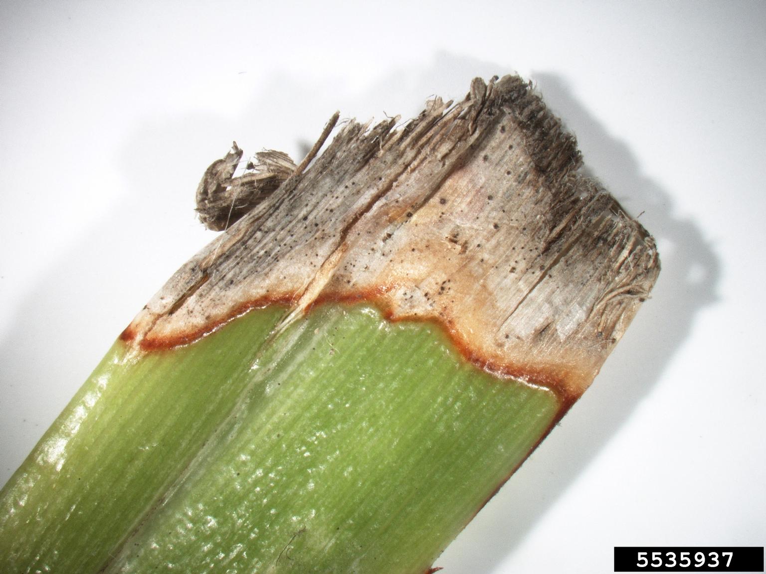 Pestalotiopsis leaf spot (Pestalotiopsis palmarum (Cooke) Steyaert)