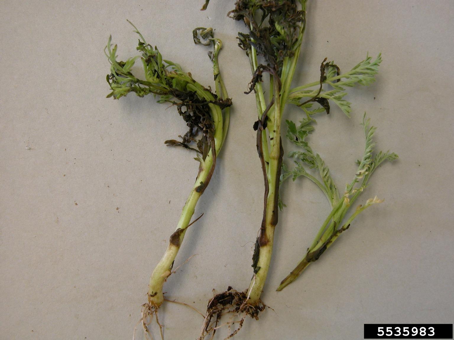 bacterial soft rot (Pectobacterium carotovorum ssp. carotovorum)