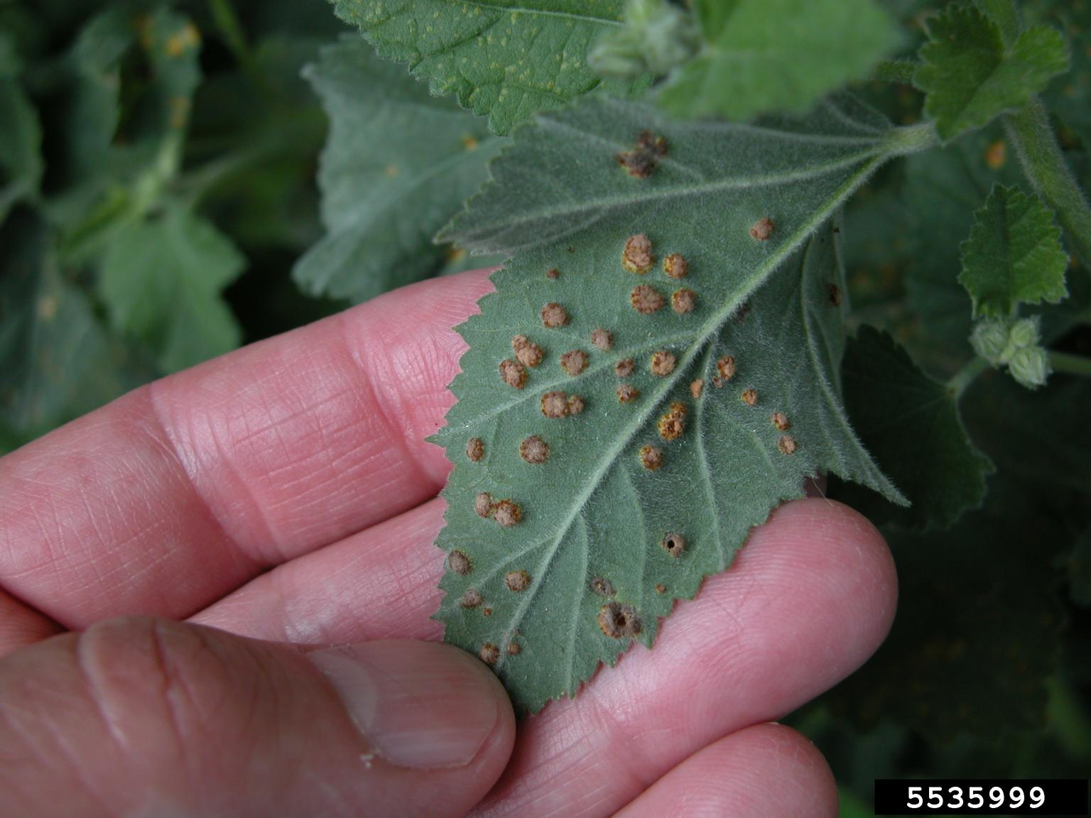 hollyhock rust (Puccinia malvacearum ) on hollyhock (Alcea spp. ) - 5535999