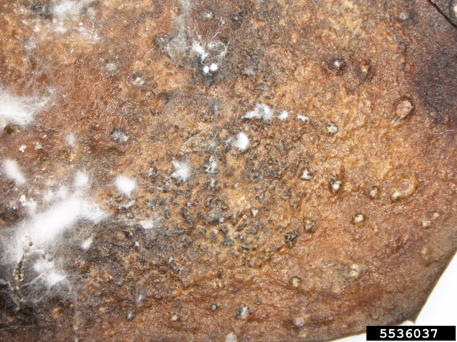 Fusicoccum canker (Genus Fusicoccum Corda, 1829)