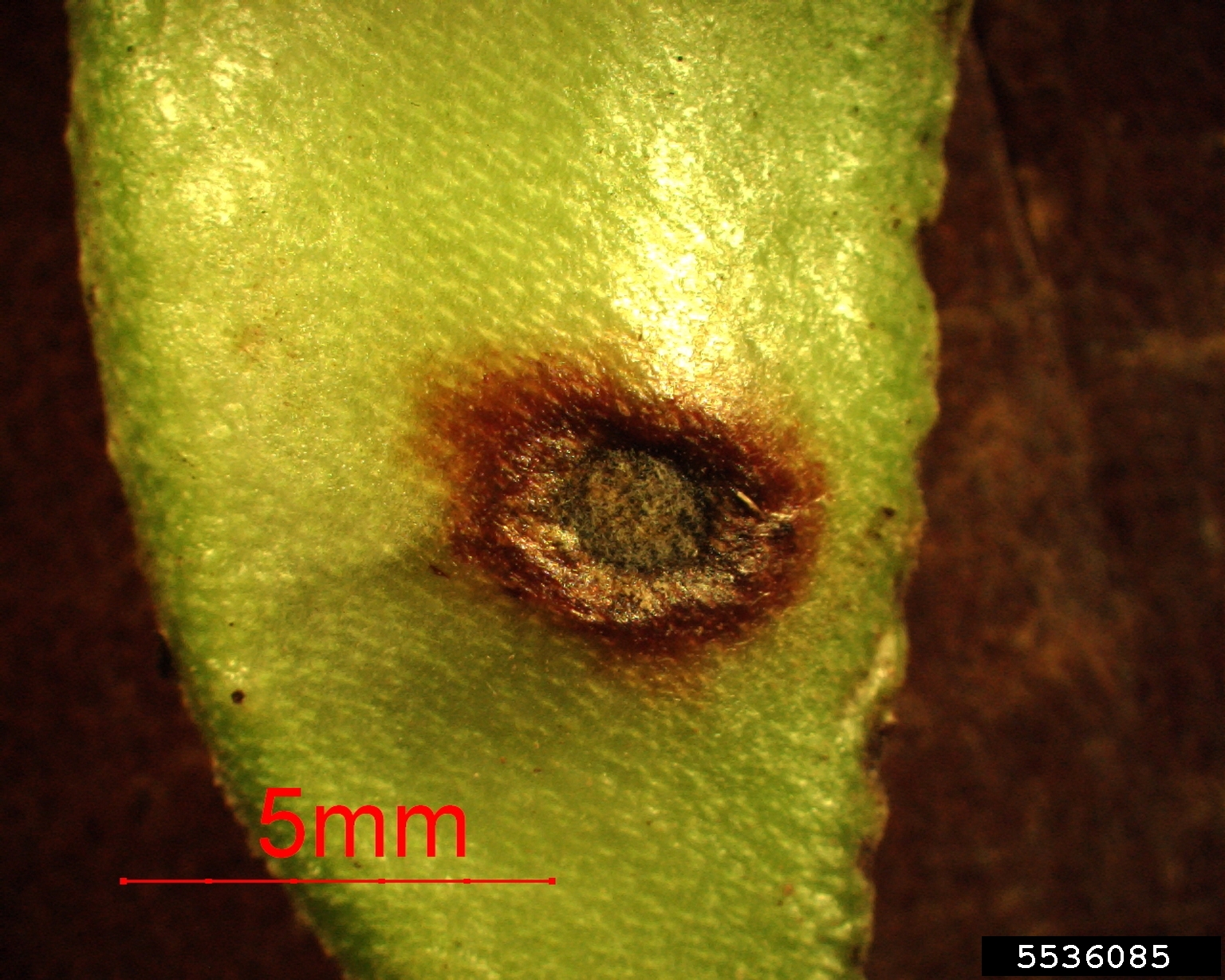Cercospora leaf spot (Cercospora canescens Ellis & G. Martin)