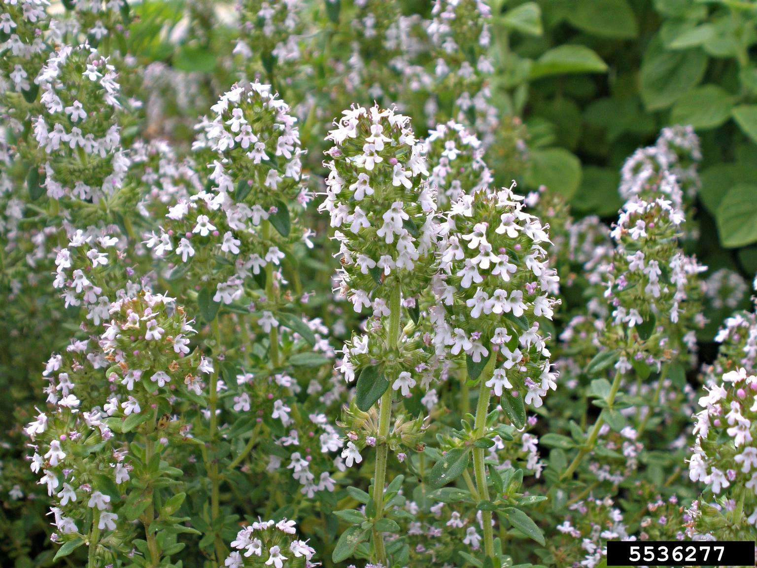 common thyme (Thymus vulgaris)