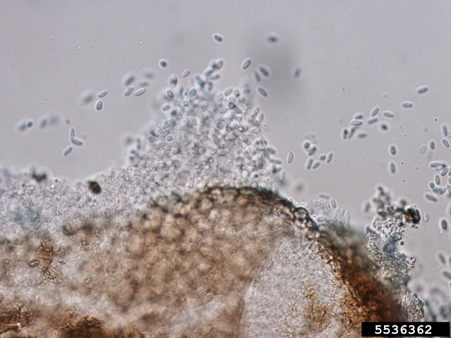 Phoma blights (Phoma spp. ) on purslane (Portulaca spp. ) - 5536362