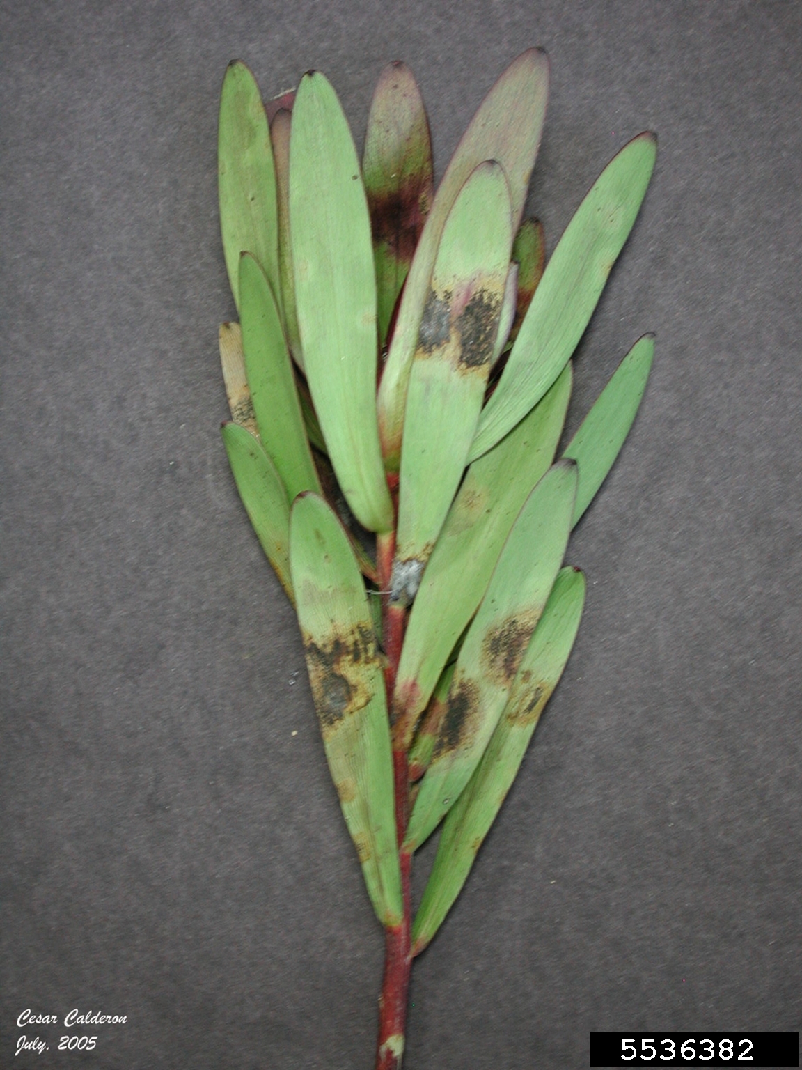 Pseudocercospora leaf spot (Genus Pseudocercospora Speg. (1910))