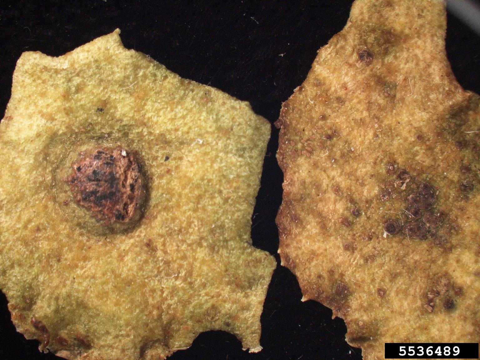 Pestalotiopsis fungus (Pestalotiopsis psidii ) on guava (Psidium spp ...