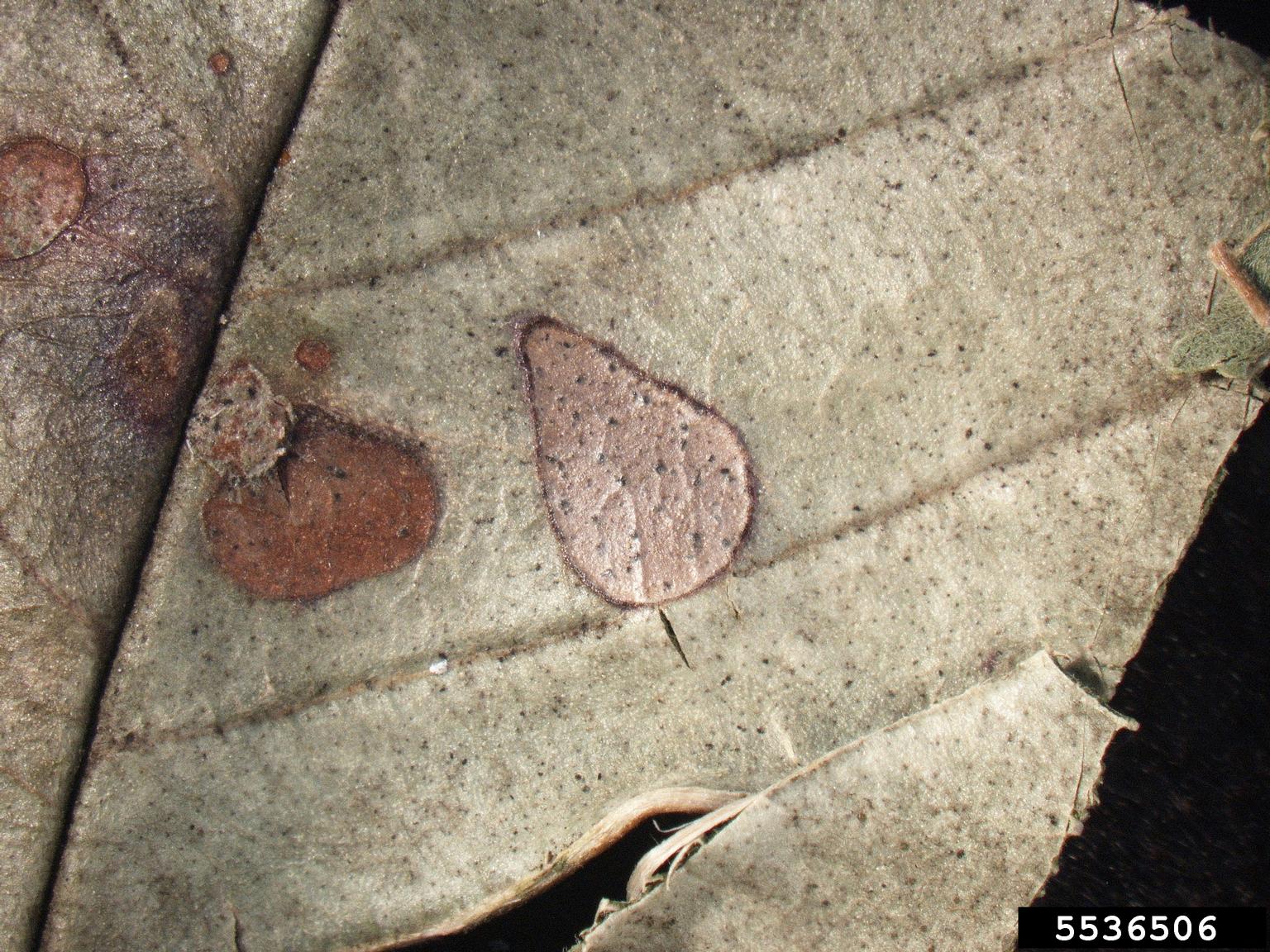 Pestalotiopsis leaf spot (Genus Pestalotiopsis R. L. Steyaert)