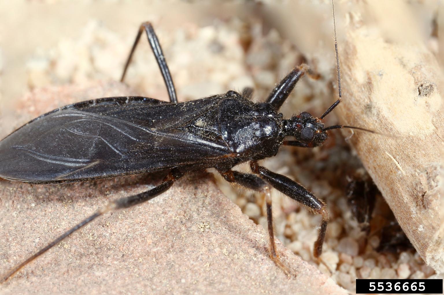 masked hunter (Reduvius personatus (Linnaeus))