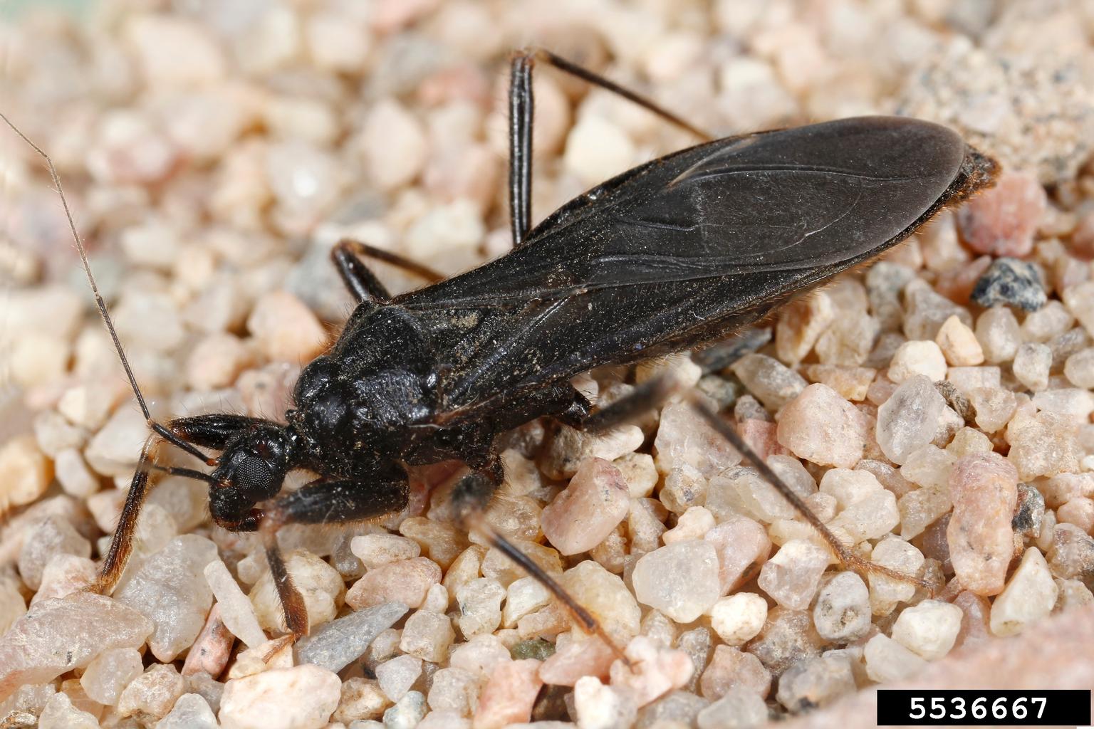 masked hunter (Reduvius personatus (Linnaeus))