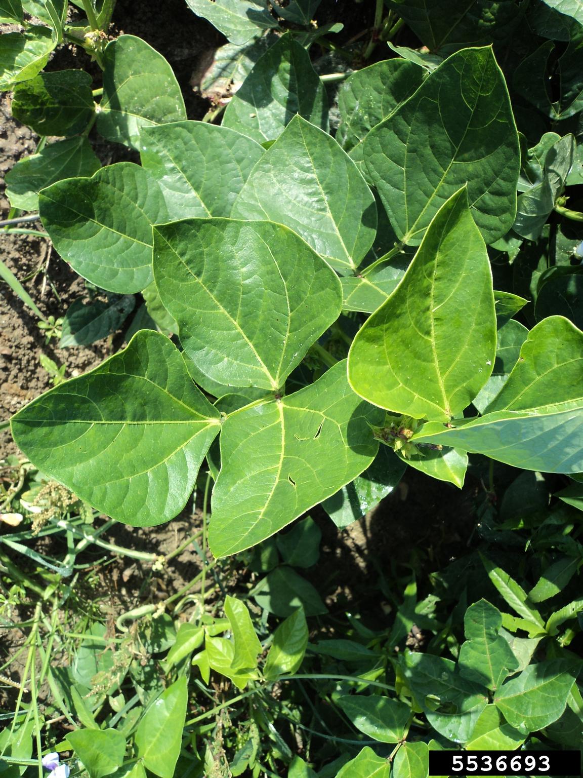 cowpea (Vigna unguiculata (L.) Walp)
