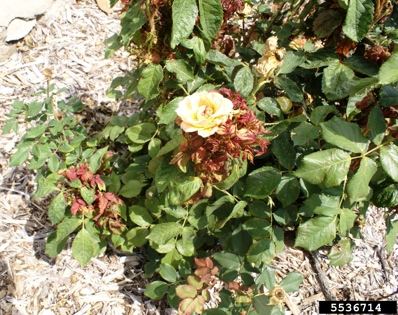 rose rosette disease (RRD) (Emaravirus RRD ) on 'About Face' Rose (Rosa ...