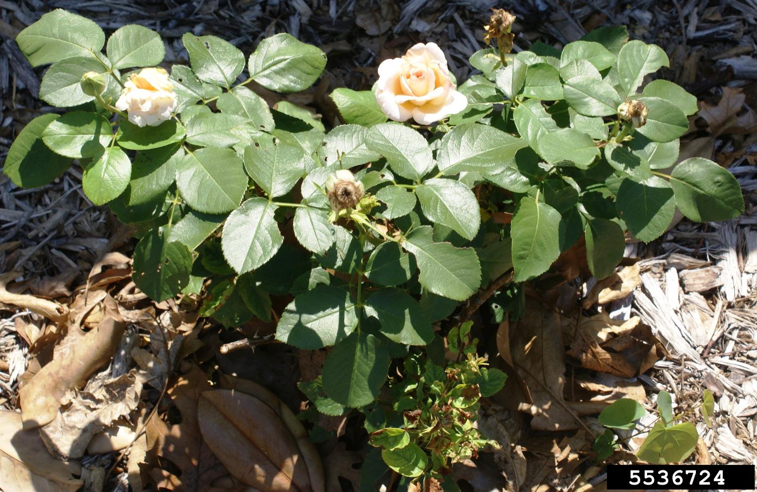 rose rosette disease (RRD) (Emaravirus Rose rosette disease)