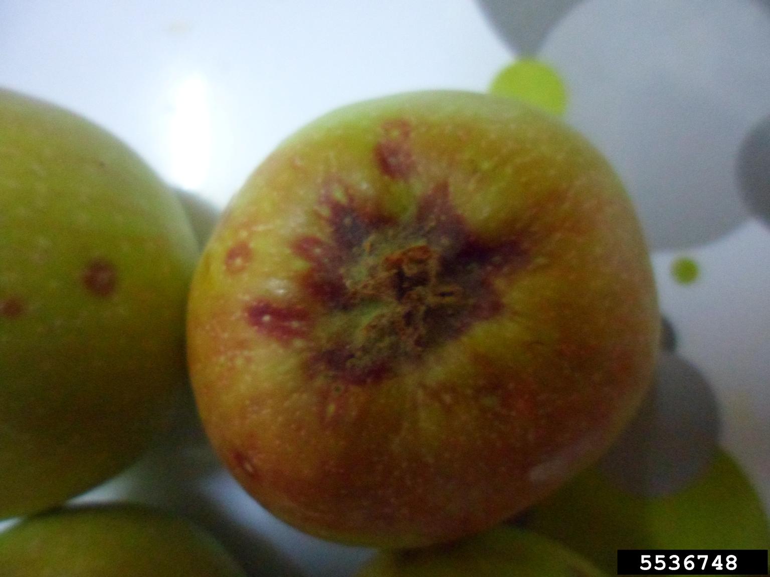 San Jose scale (Comstockaspis perniciosa (Comstock, 1881))