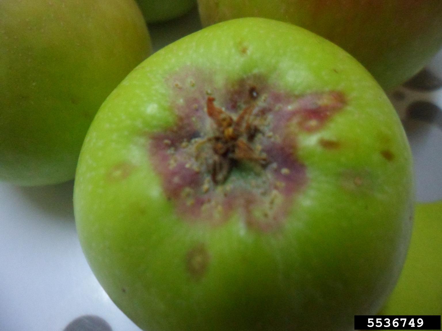 San Jose scale (Comstockaspis perniciosa)