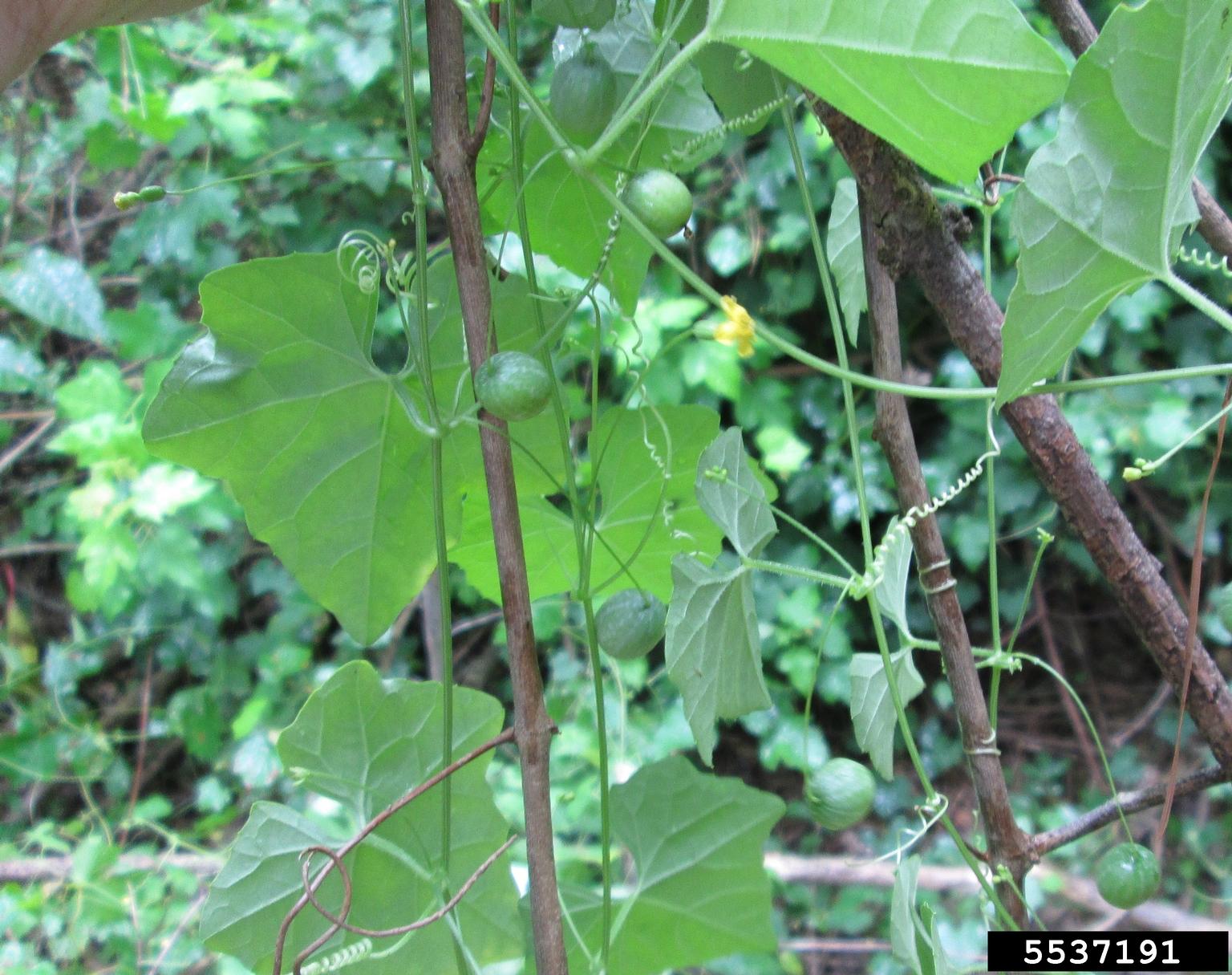 creeping cucumber (Melothria pendula)