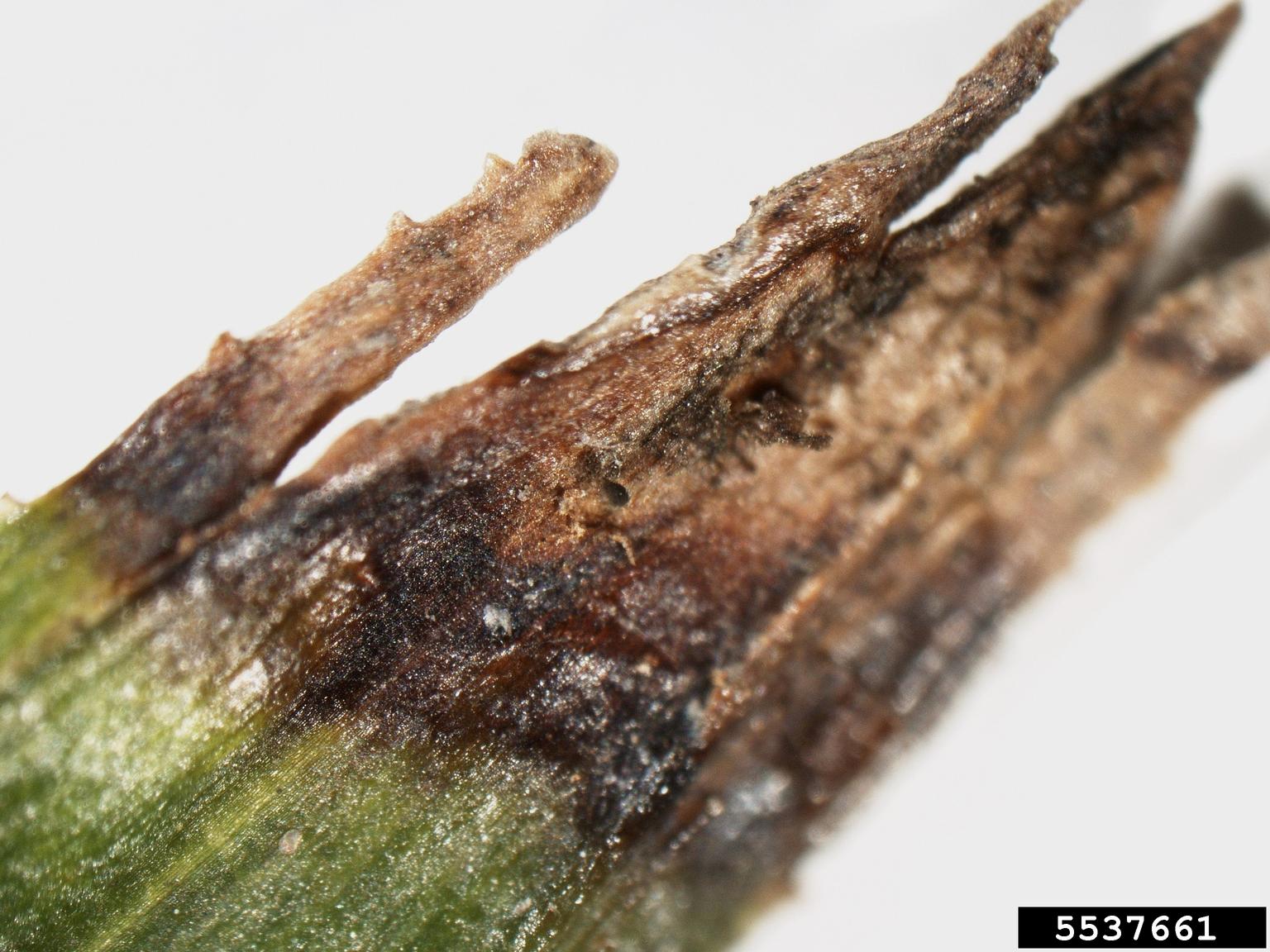 Ascochyta fungi (Genus Ascochyta)