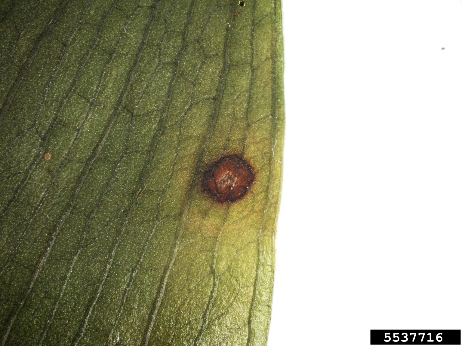 Mycosphaerella fungi (Genus Mycosphaerella)