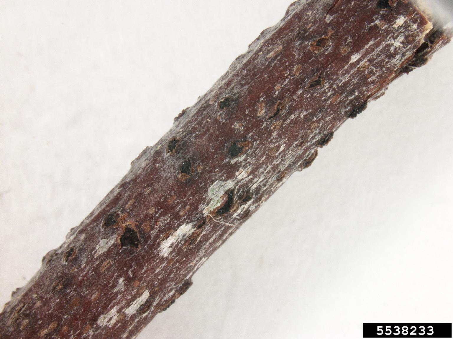 Botryosphaeria canker, white rot (Botryosphaeria dothidea (Moug.:Fr ...