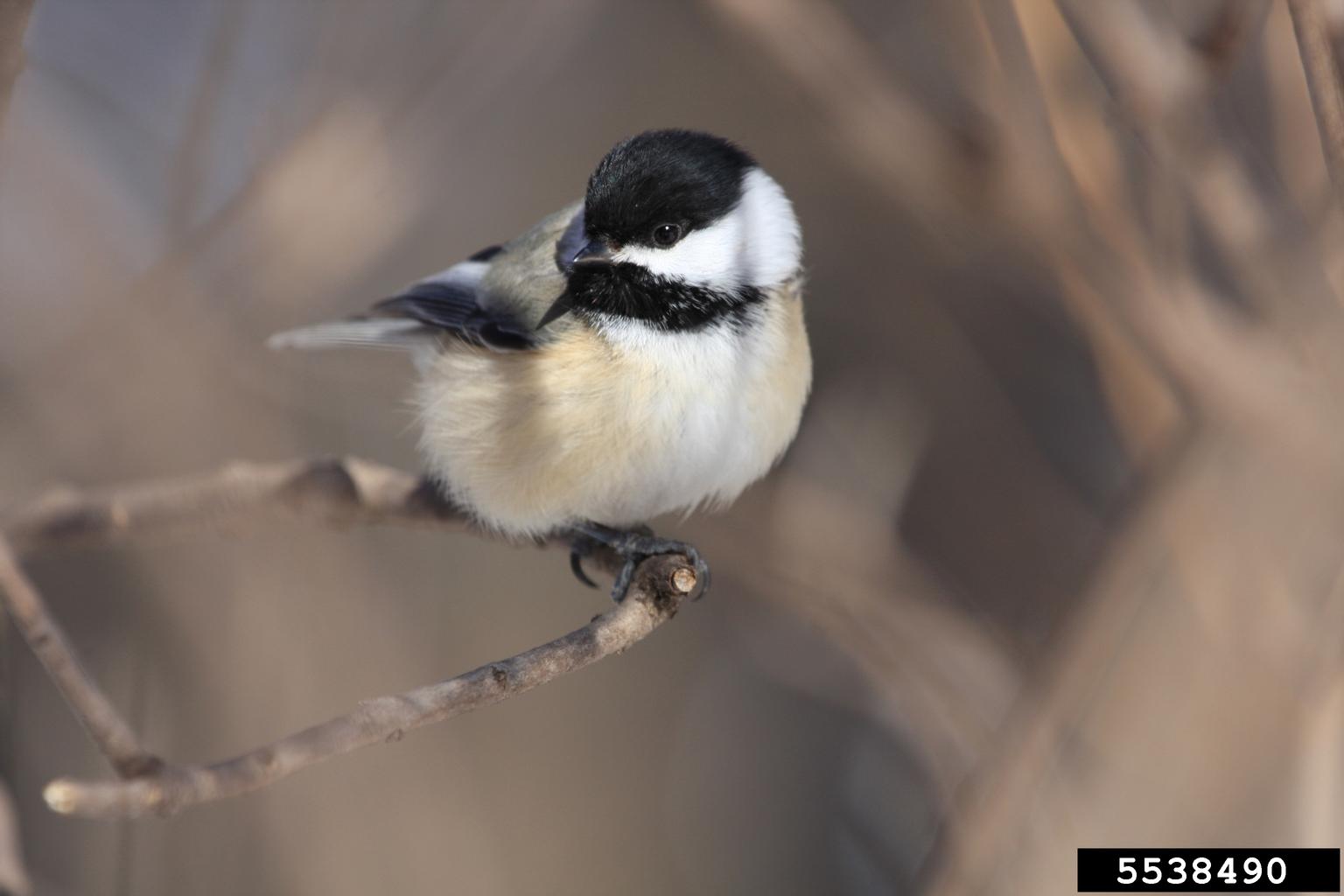 black-capped chickadee (Poecile atricapillus Linnaeus)