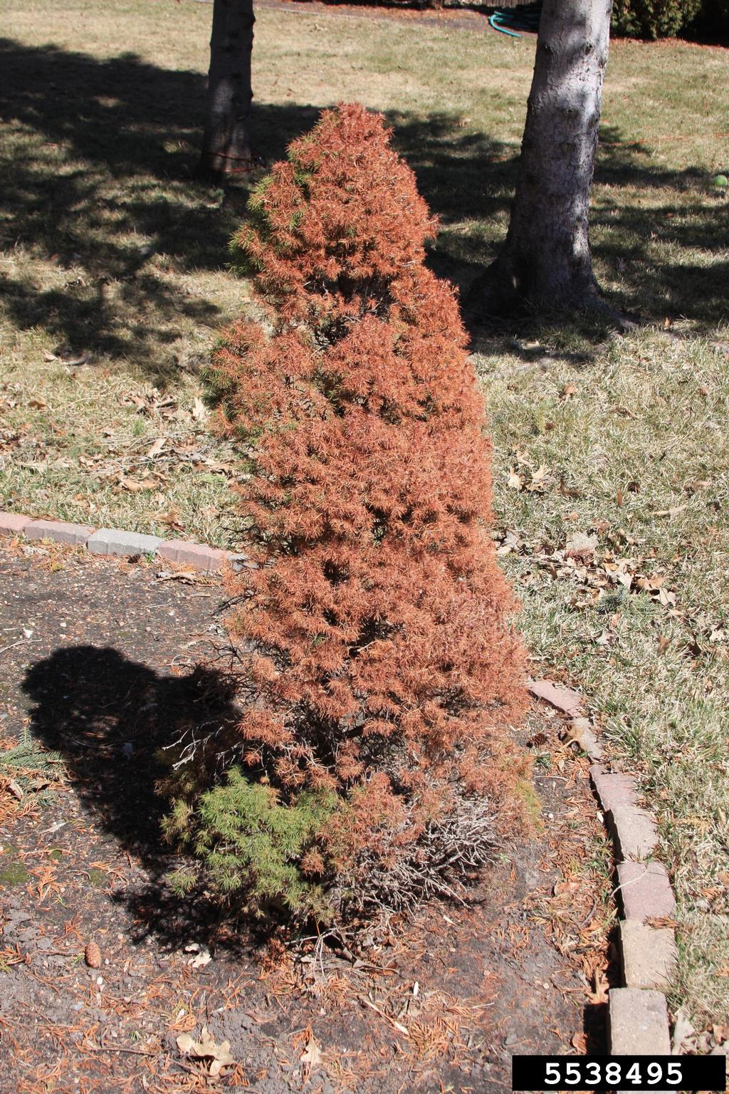 cold injury (low temperature)