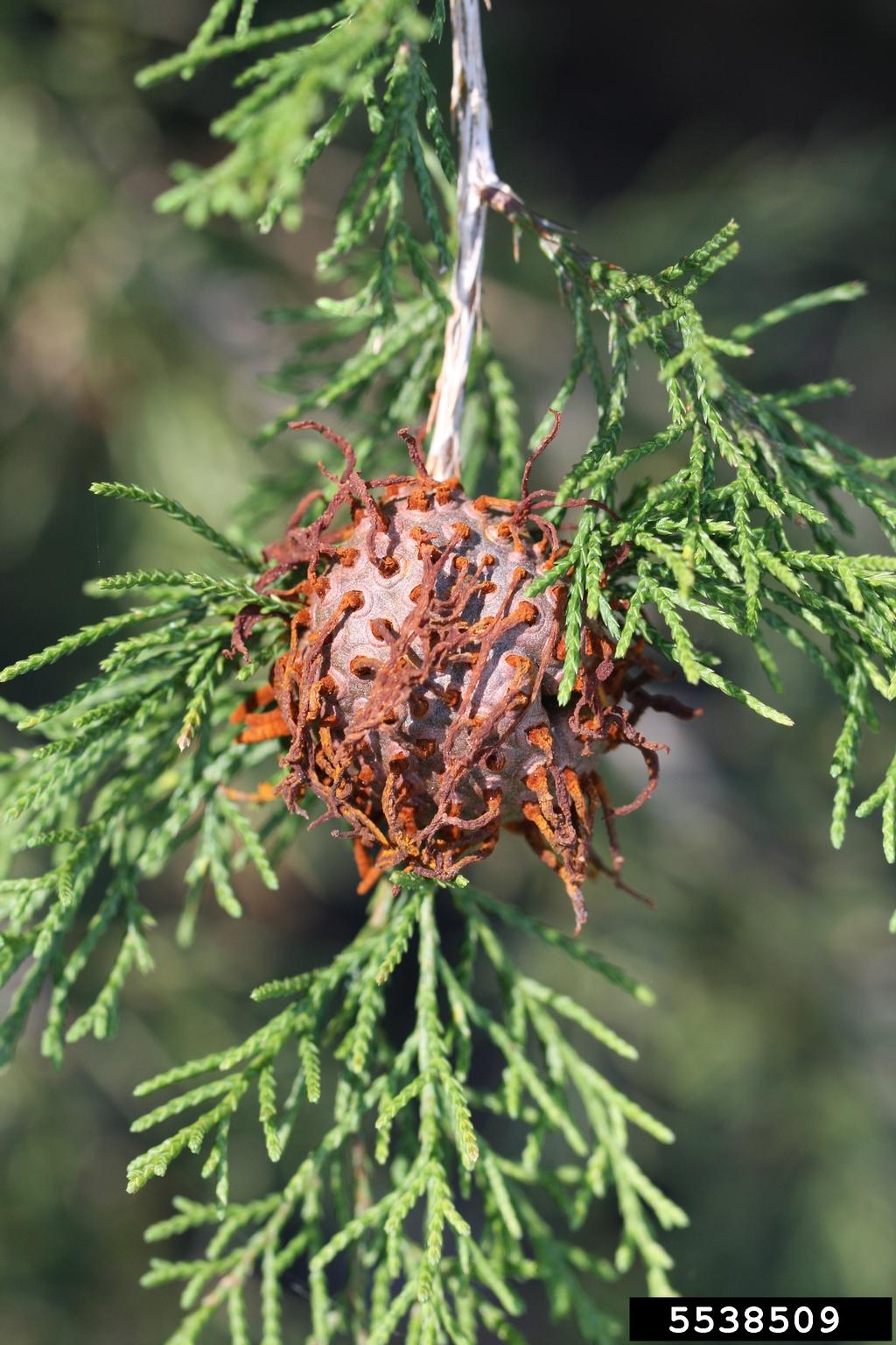 cedar-apple rust (Gymnosporangium juniperi-virginianae)