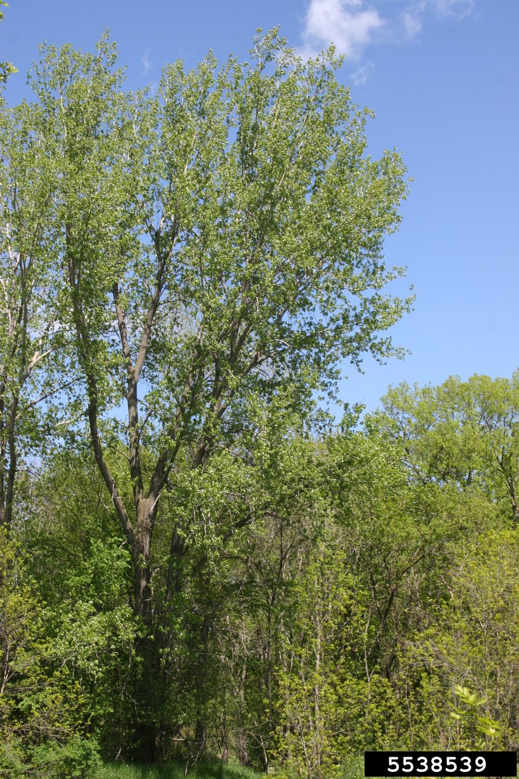 eastern cottonwood (Populus deltoides Bartr. ex Marsh.)