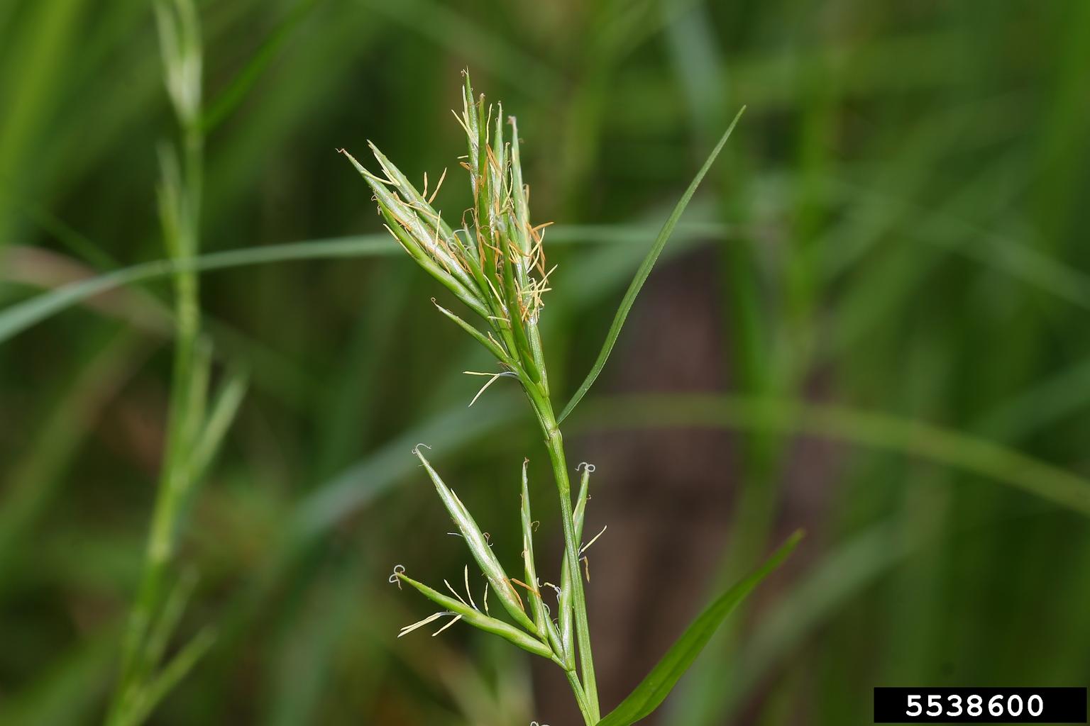 threeway sedge (Dulichium arundinaceum (L.) Britton)
