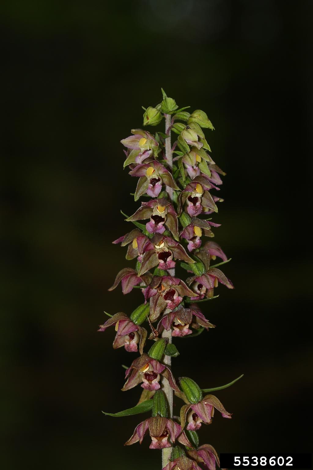 helleborine (Epipactis helleborine (L.) Crantz)