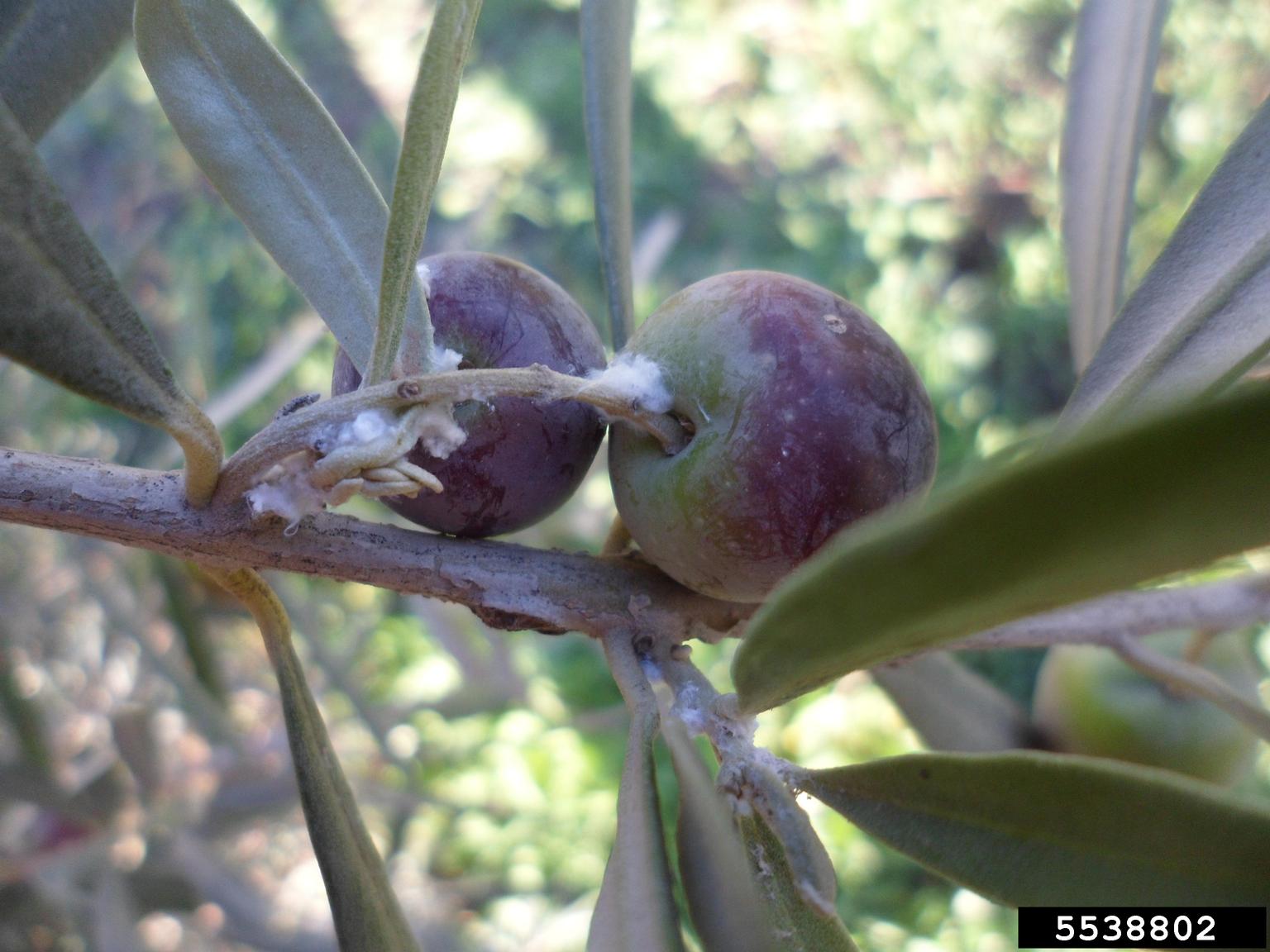 psyllids (Family Psyllidae)