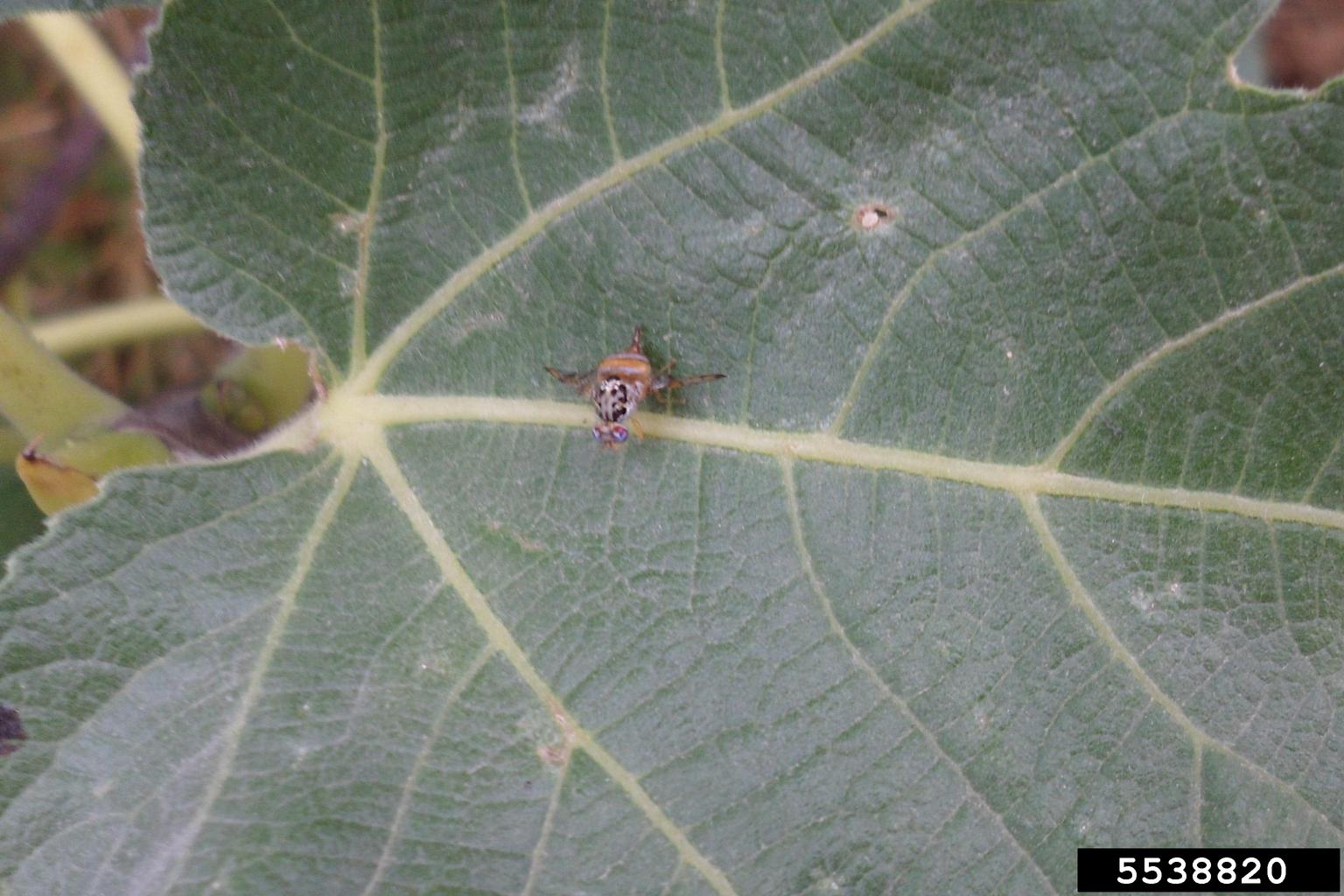 Mediterranean fruit fly, Medfly (Ceratitis capitata (Wiedemann, 1824))