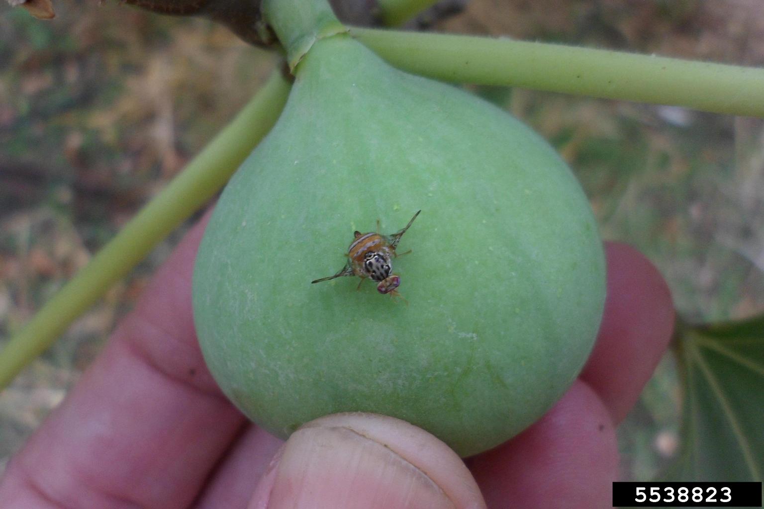Mediterranean fruit fly, Medfly (Ceratitis capitata ) on edible fig ...