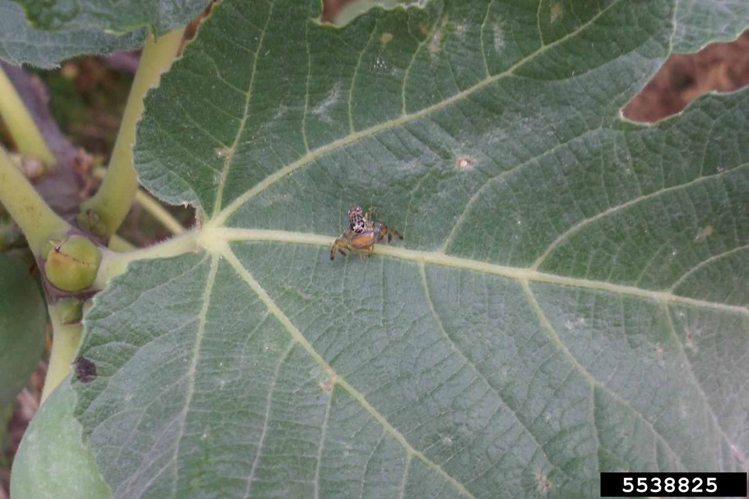 Mediterranean fruit fly, Medfly (Ceratitis capitata (Wiedemann, 1824))