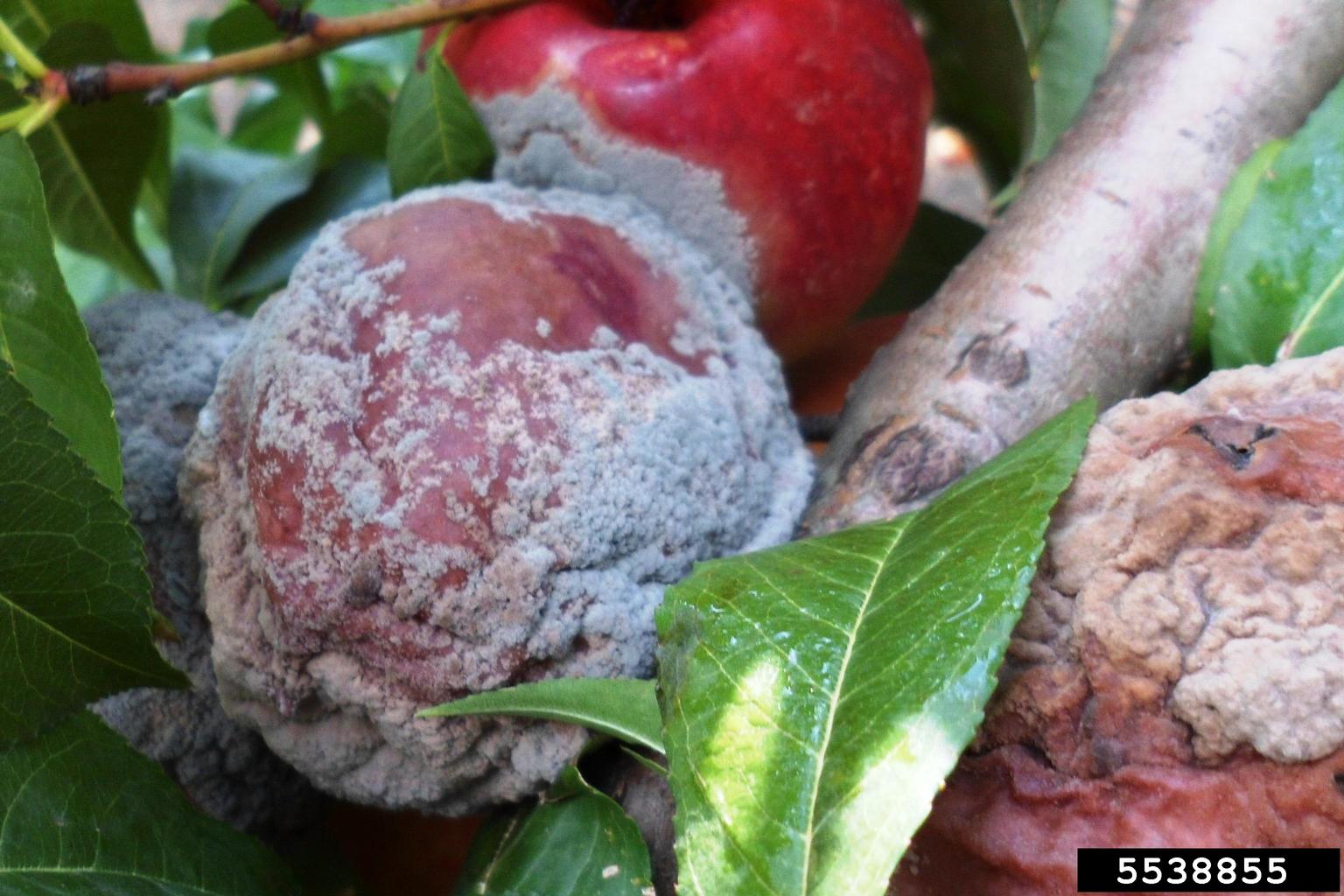 gray mold (Botrytis cinerea Pers.:Fr)