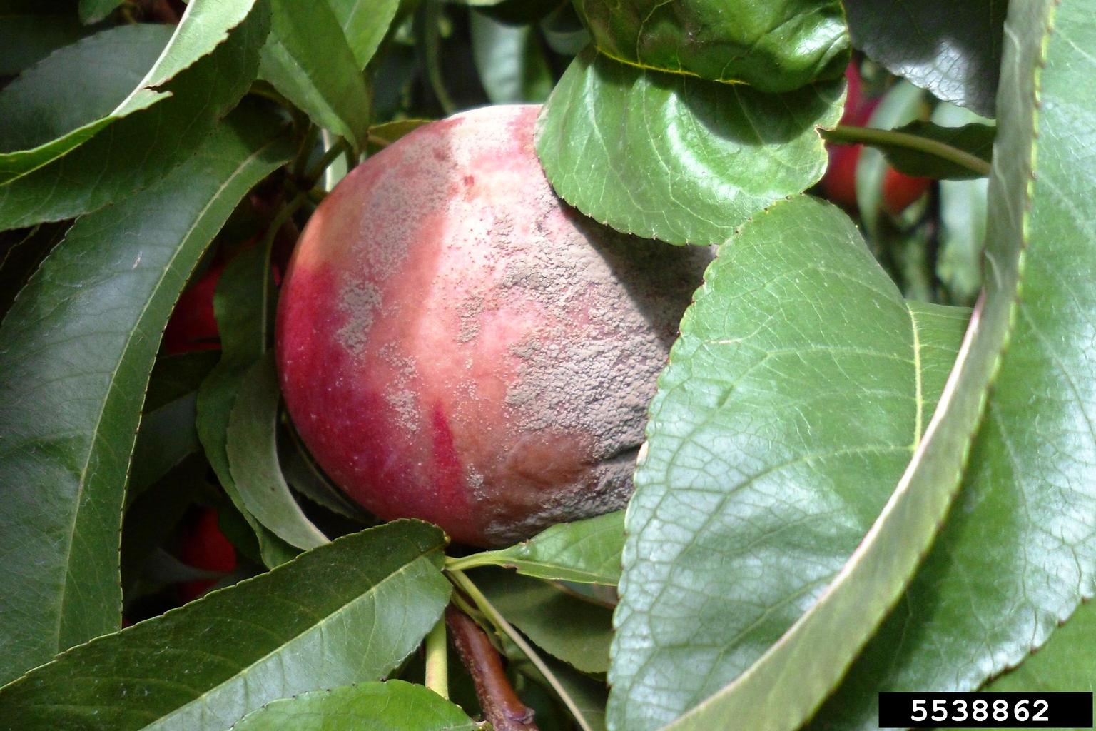 gray mold (Botrytis cinerea)