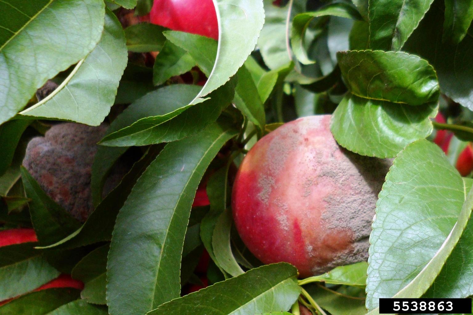 gray mold (Botrytis cinerea)