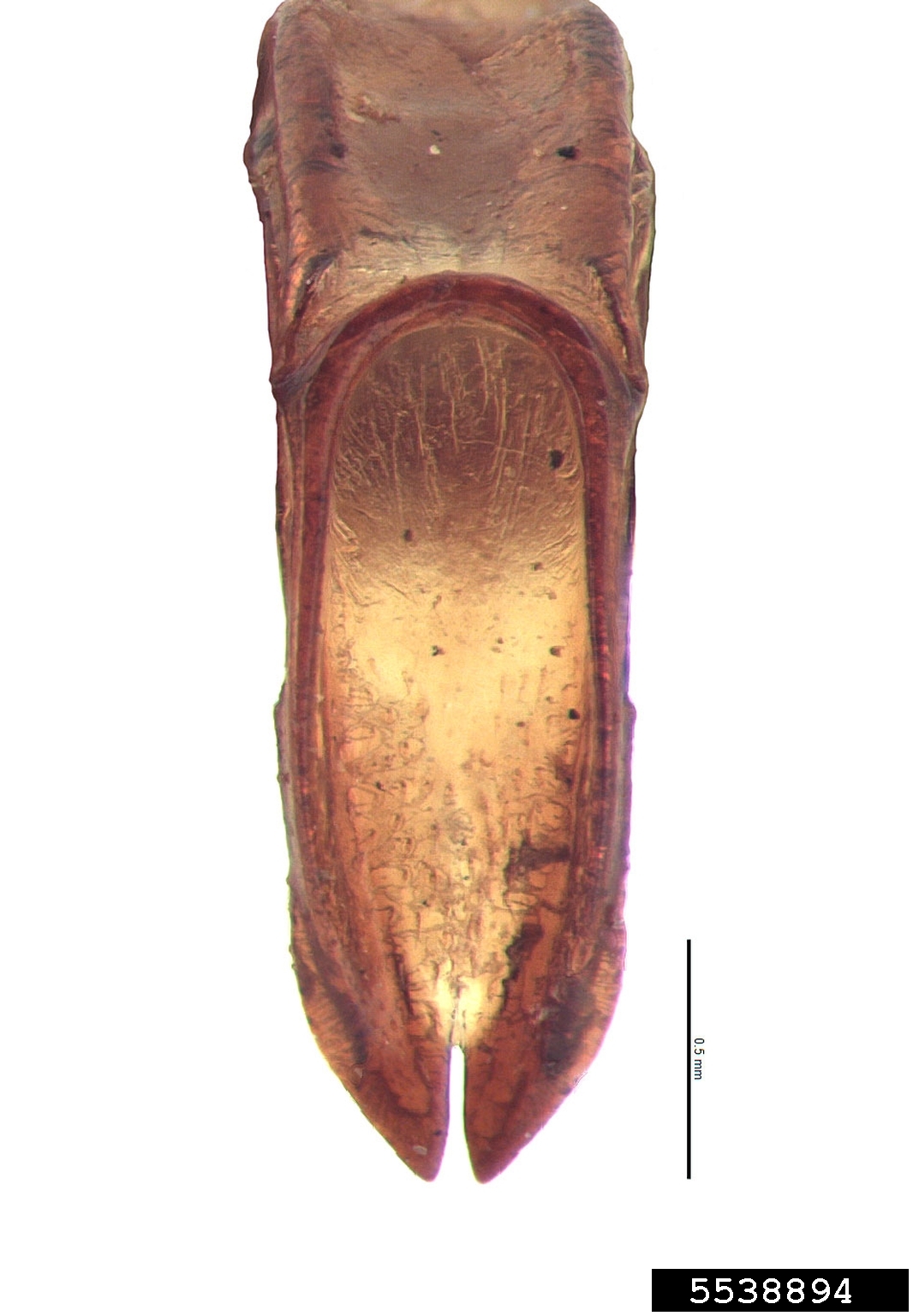 rose beetle (Adoretus compressus)