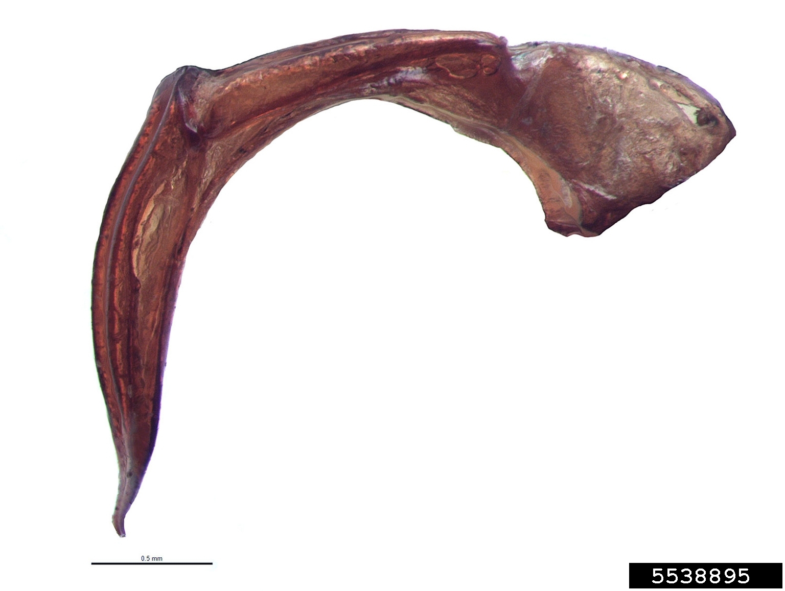 rose beetle (Adoretus compressus (Weber, 1801))