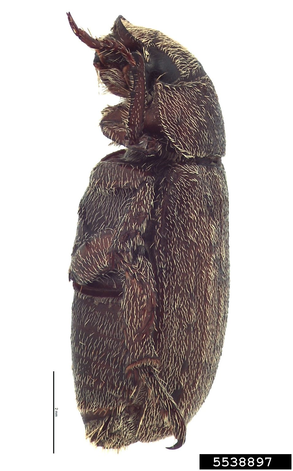 rose beetle (Adoretus compressus)