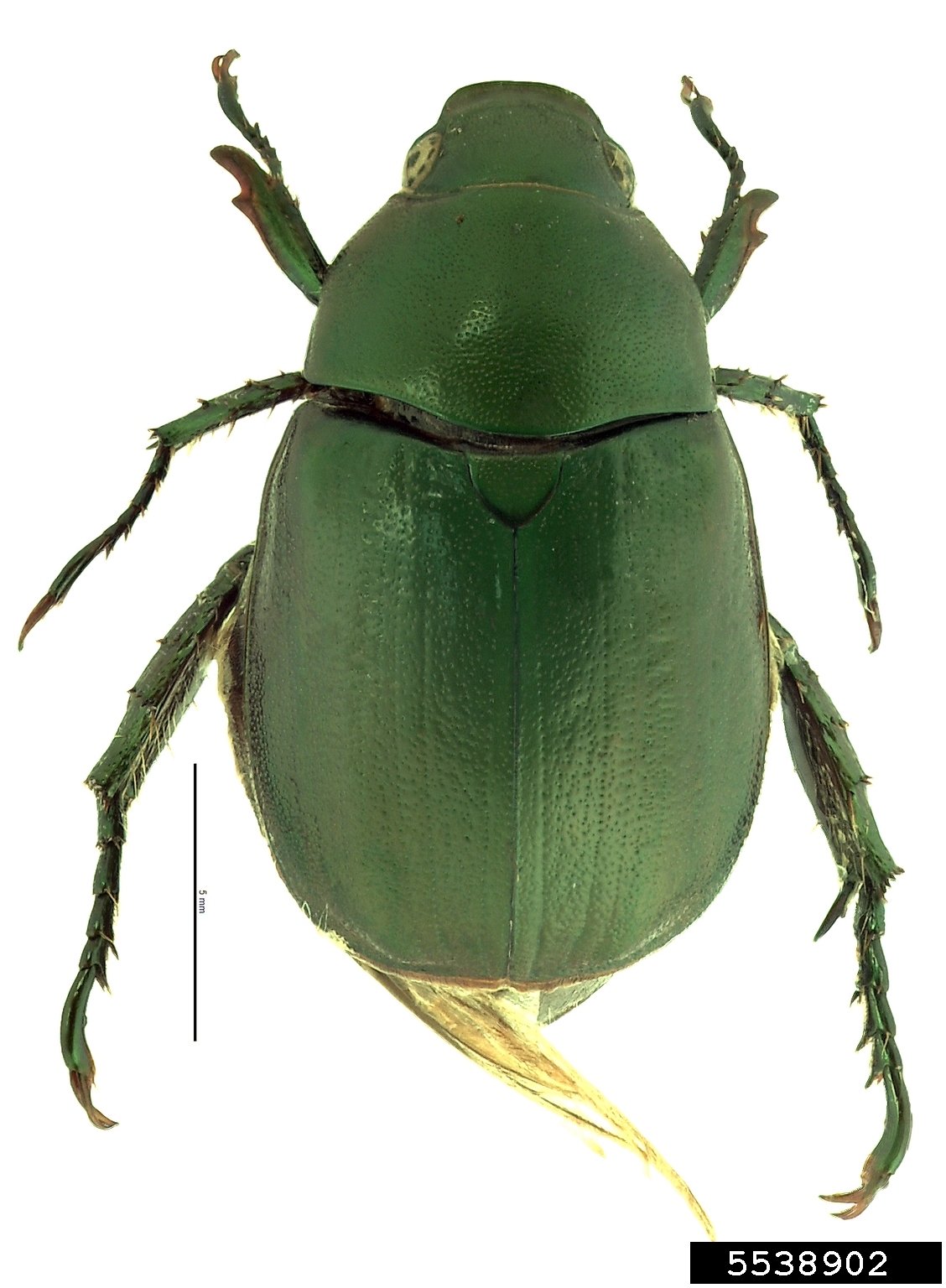 green chafer (Anomala albopilosa)