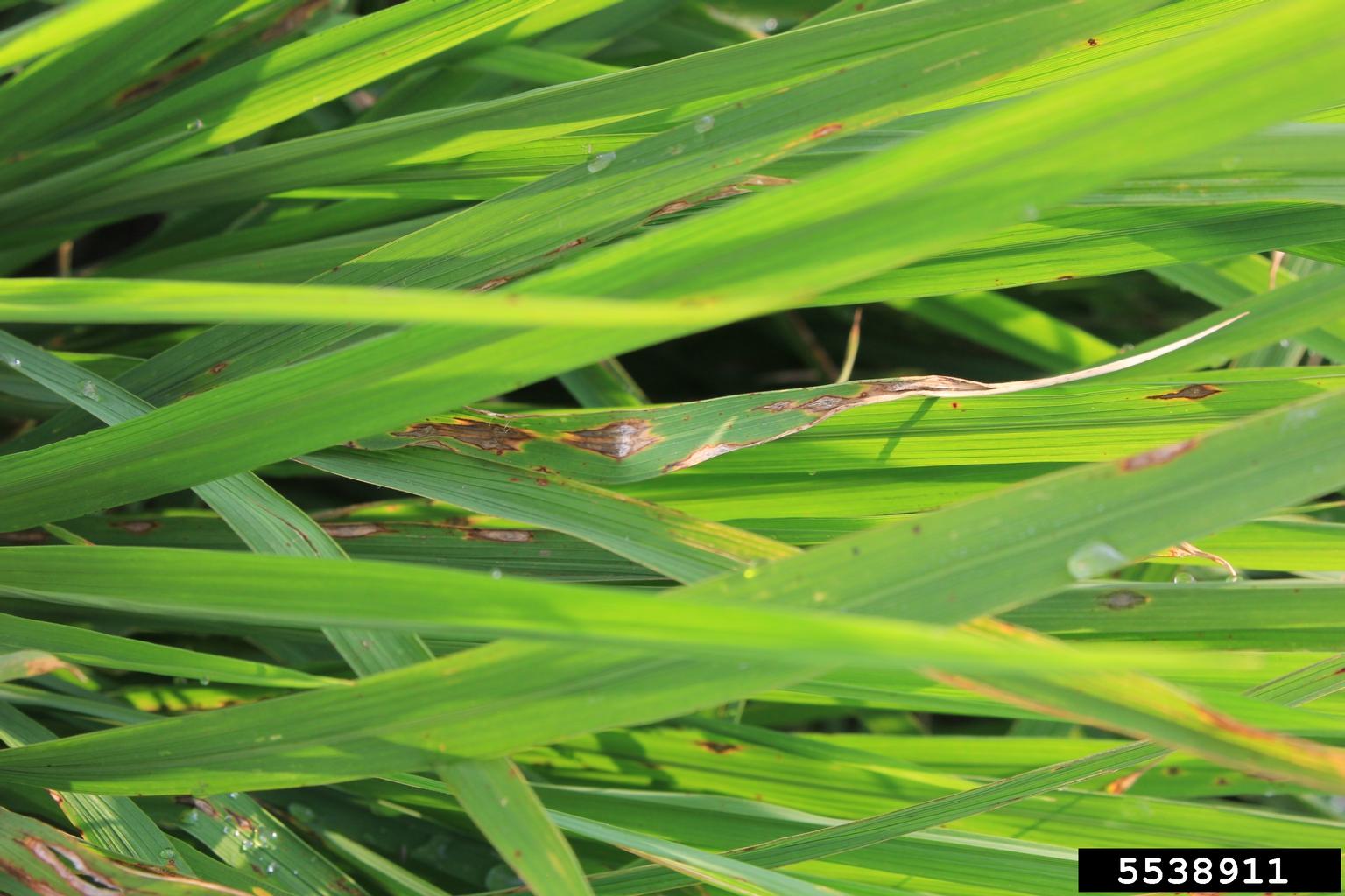 gray leaf spot (Magnaporthe grisea)